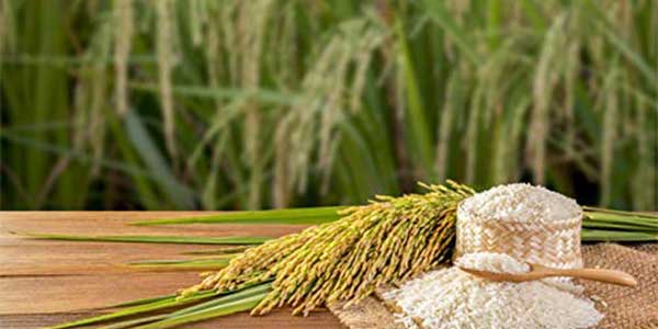 Buy Blue Elephant Royal Thai Cuisine Jasmine Rice - Rich In Flavour ...