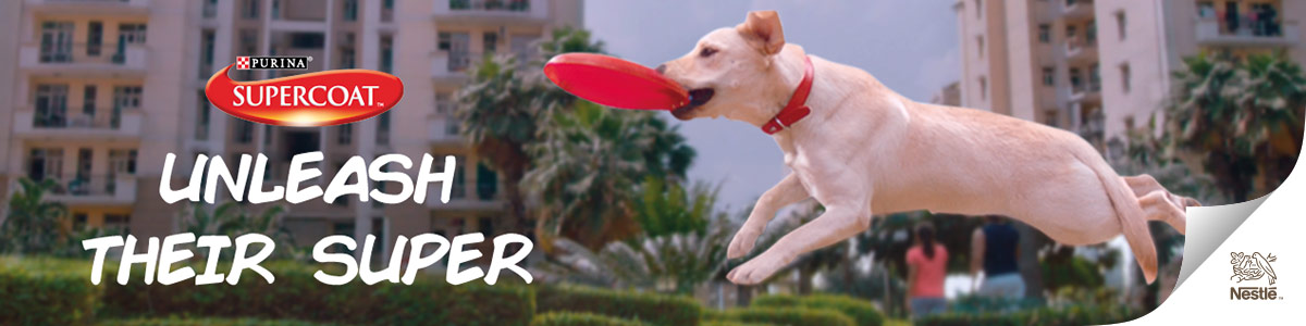 Buy Purina Supercoat Adult Dry Dog Food, 1+ Years, With Chicken Online ...