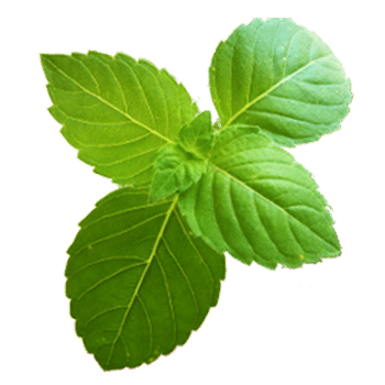 Tulsi Leaf Png