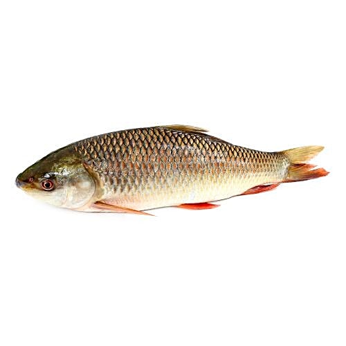 Buy fresho! Rohu Fish (Large) - Cleaned and Whole Online at Best Price ...