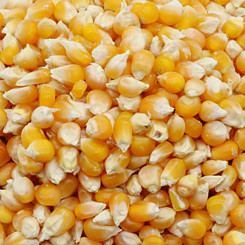 Buy Bb Royal Popcorn Seeds 200 Gm Pouch Online At Best Price of Rs 31 ...