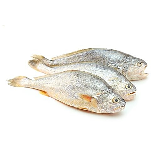 Buy fresho! Croaker Fish (Medium) - Cleaned & Whole Online at Best ...