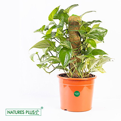 Buy Kr Nursery Pot Brown Pack Of 3 Open Dia 195 Cm Bottom Dia 168 Cm ...