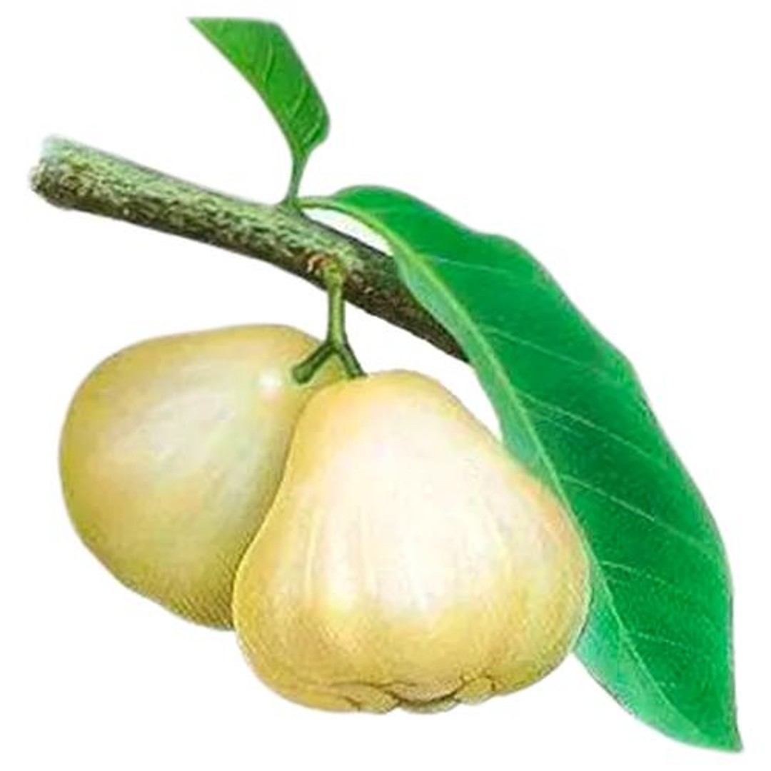 Buy Fresho Wax Apple Jamrul 250 Gm Online at the Best Price of Rs null ...