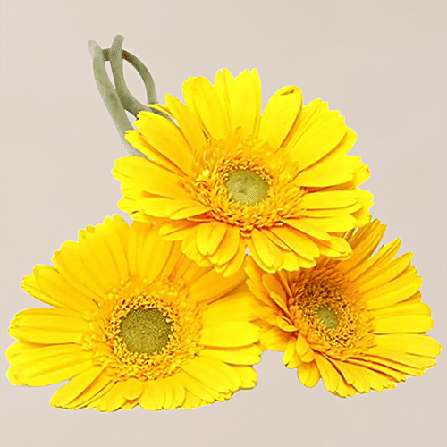 Buy fresho! Flowers - Gerbera Yellow Online at Best Price of Rs 18.74 ...