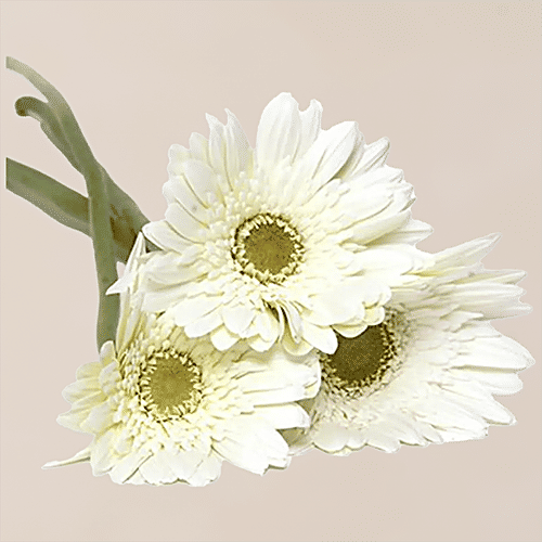 Buy fresho! Flowers - Gerbera White Online at Best Price of Rs 18.74 ...