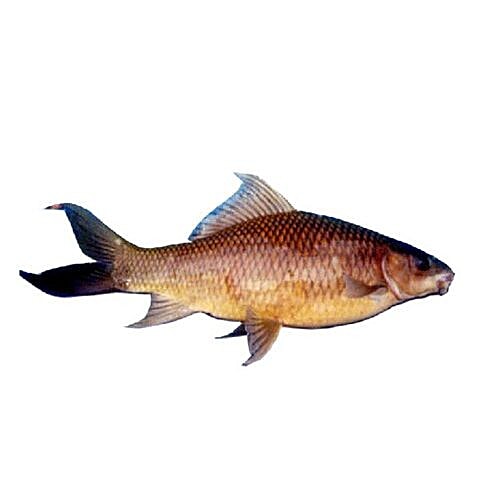 Buy Fresho Kalbose Online at Best Price of Rs null - bigbasket