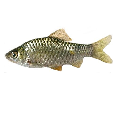 Buy fresho! Kolkata/Bengali Saral Puti Fish - Whole Uncleaned Online at ...