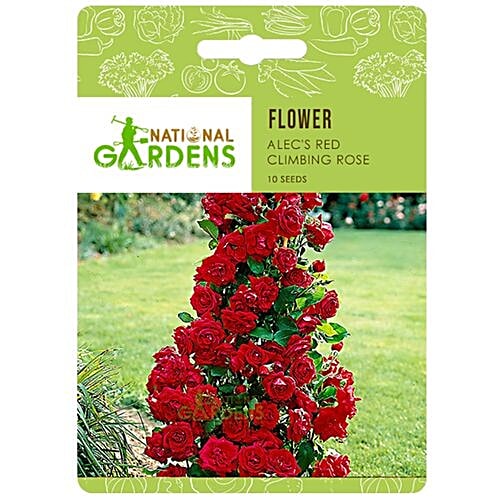 Buy National Gardens Alec's Red Climbing Rose Seeds Online at Best ...