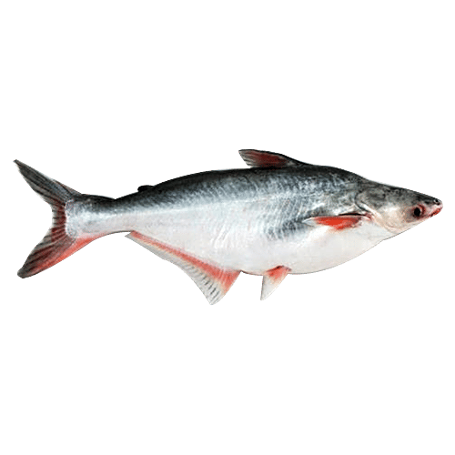 Buy fresho! Pangus/Basa Fish Fillet Online at Best Price of Rs 415 ...