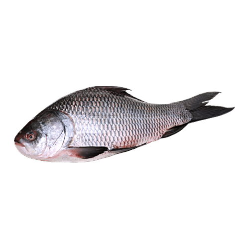 Buy fresho! Catla Fish Whole - B Online at Best Price of Rs 170 - bigbasket
