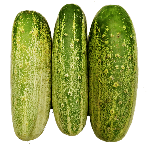 Buy fresho! Cucumber - Desi Online at Best Price of Rs 49.97 - bigbasket