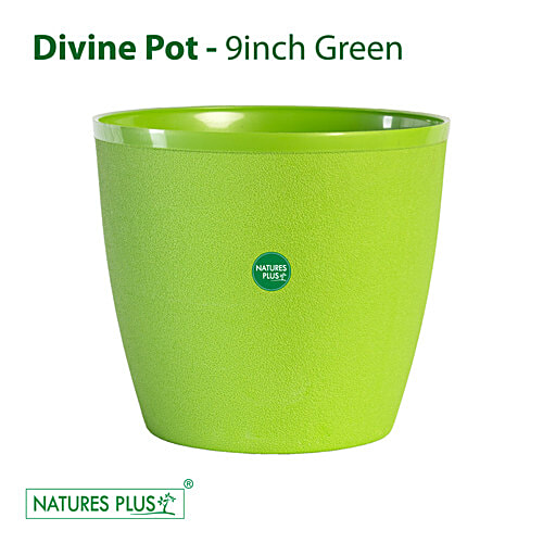 Buy NATURES PLUS Divine - 22.86 cm, Green Online at Best Price of Rs ...