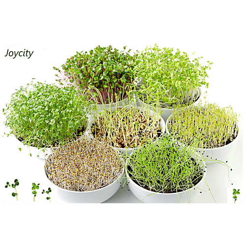 Buy Joycity Microgreens Combo - 12 Varieties Online at Best Price of Rs ...