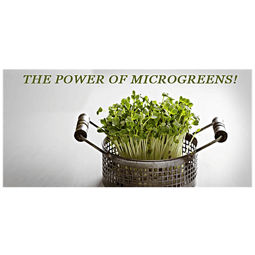 Buy Joycity Baby Spinach Microgreens Online at Best Price - bigbasket