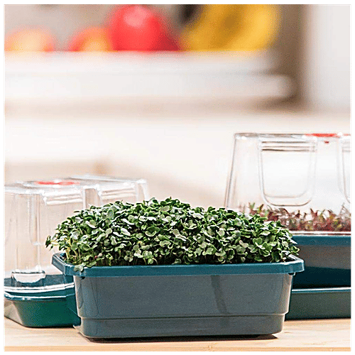 Buy Joycity Pak Choi Microgreens Online at Best Price of Rs 199 - bigbasket