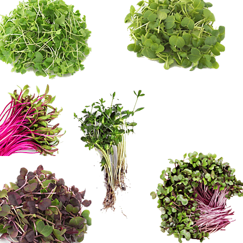 Buy fresho! Exotic Microgreen Combo - Radish White/ Purple, Green ...