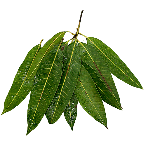 Buy fresho! Mango Leaves - Used To Decorate, For Festivals & Puja ...