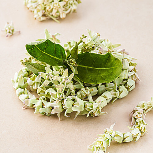 Buy fresho! Ekkada Hoovu String - Used To Decorate, For Festivals ...