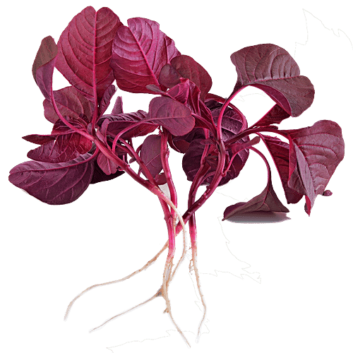 Buy fresho! Red Amaranthus With Roots - Highly Nutritious Leafy ...