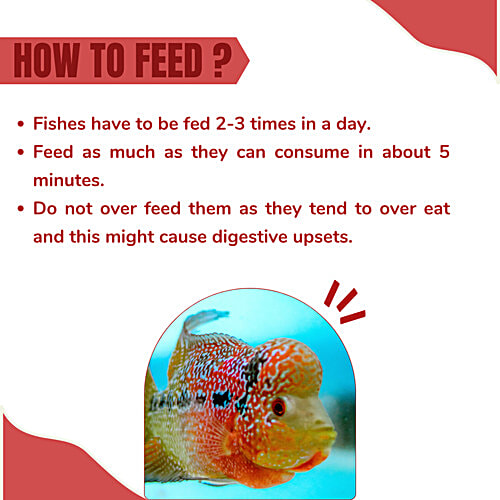 Buy Taiyo Pluss Discovery Hi-Red Premium Flower Horn Fish Food - Colour ...