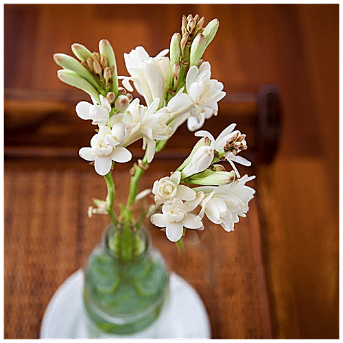 Buy Kraft Seeds Rajanigandha Double Flowering Bulbs - White Tuberose ...
