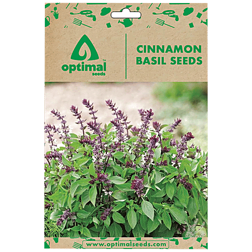 What Does Cinnamon Basil Look Like at Shirley Arrowood blog