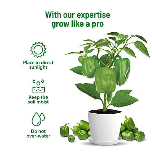 Buy Pot & Bloom Natural Capsicum Grow Kit - Easy-To-Use Online at Best ...