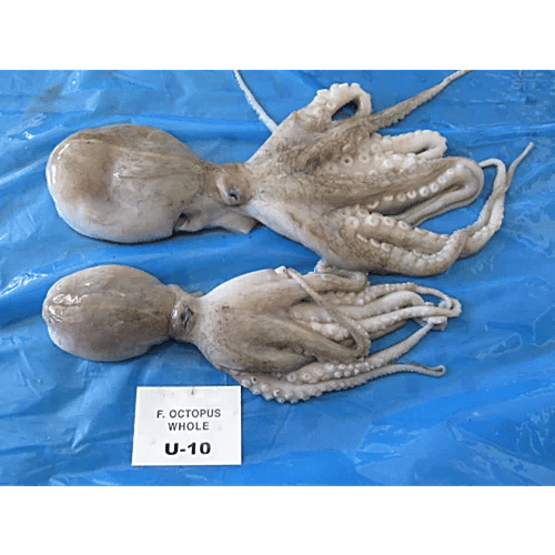 Buy fresho! Octopus Online at Best Price of Rs 487 - bigbasket