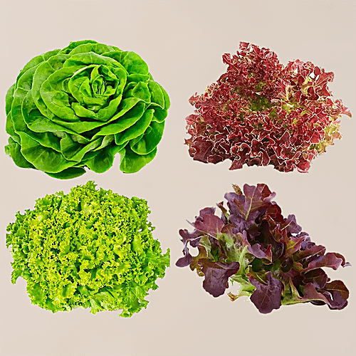 Buy Simply Fresh Fresh Lettuce Mix Box - Hydroponically Grown Online at Best Price of Rs 61.42 ...