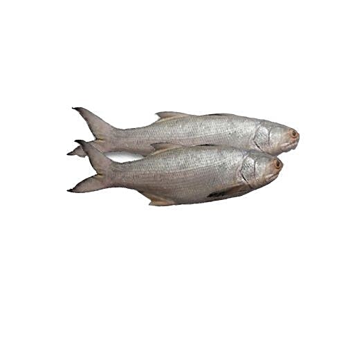 Buy Sai Saloni Fish Fish - Small Rawas / Indian Salmon Online at Best ...