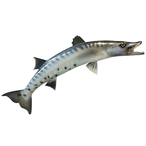 Buy Moz Fisheries Barracuda/Sheela Fish - Curry Cut Online at Best ...