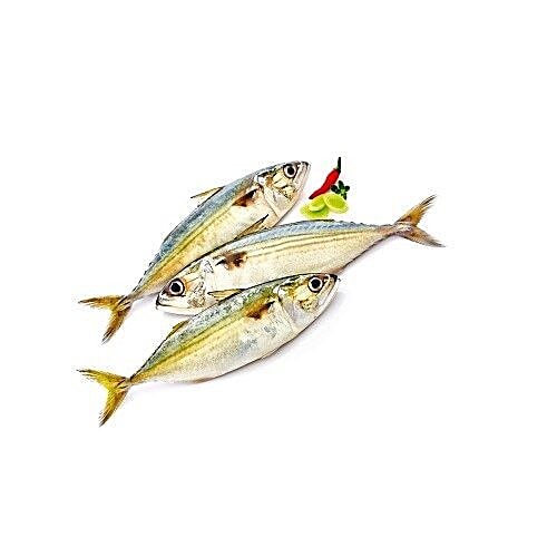 Buy Ocean Fresh Fish - Ayalai / Indian Mackerel Online at Best Price of ...