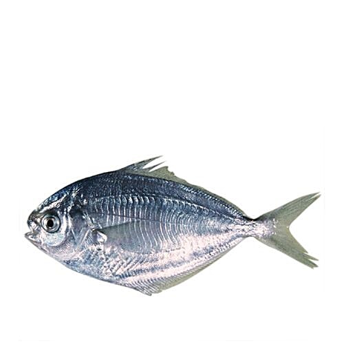 Buy Sagar Fish World Fish - Butter Fish - Para - Vatta Big 1 kg Online ...