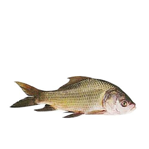 Buy Sakana Daily Fresh Fish - Catla / Katla / Bhakur / Bengal Carp, Big ...