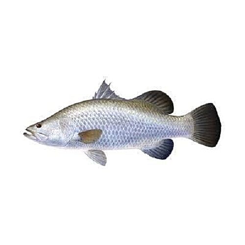 Buy MK Fish & Meat Fish - Bhetki - Srivash 500 gm Cube Cut Online at ...