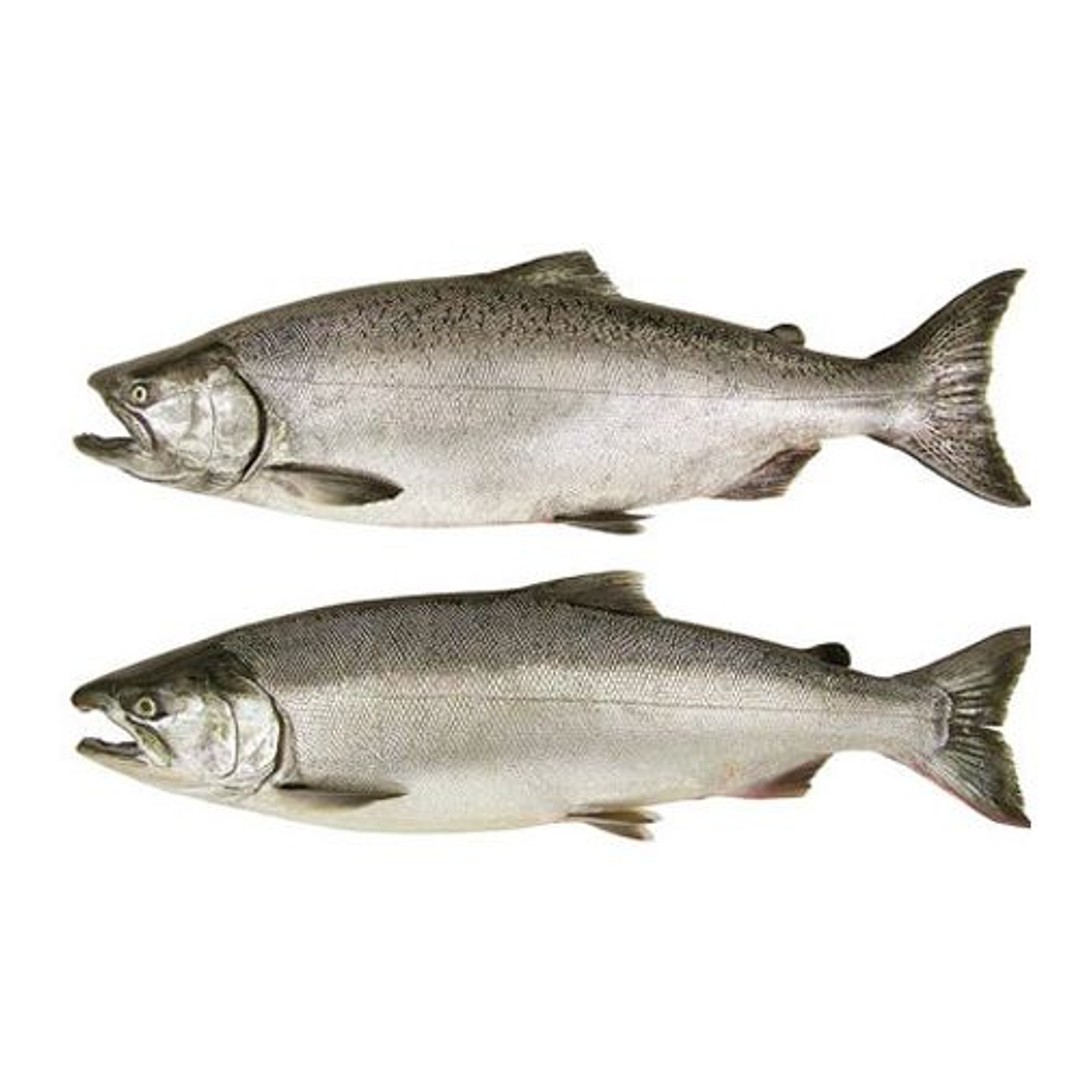 Buy Jacobs Fresh Chicken Fish Indian Salmon Rawas Vameenu Rumus Kaala ...