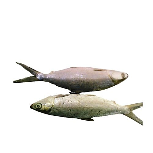 Buy Tri Delights Fish - Milk Online at Best Price of Rs 380 - bigbasket