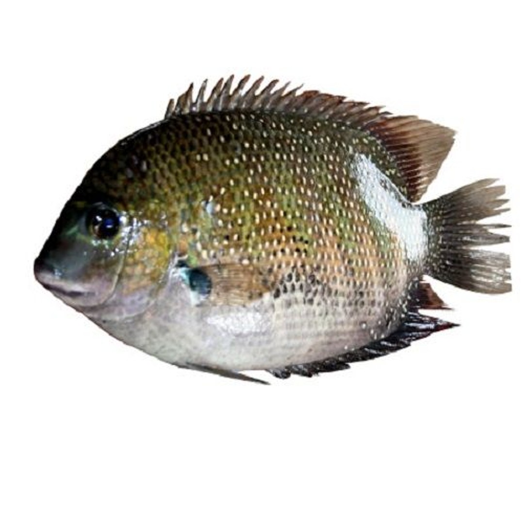Buy Fresh Fish Chicken Mutton Mart Fish - Karimeen, Fry Cut 500 gm (Fry ...