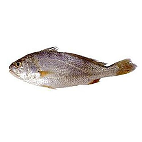 Buy The Seafood Meat Co Fish Ghol 500 Gm Online at the Best Price of Rs ...