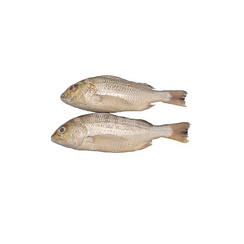 Buy Nolambur Daily Fresh Fish Sea Bass Koduva 1 Kg Online at the Best ...