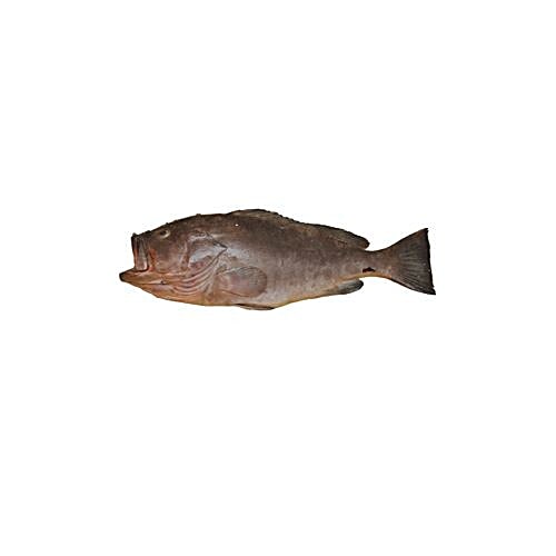 Buy Smiling Earth Sea Food Fish Grouper Kalavan 1 Kg Online at the Best ...