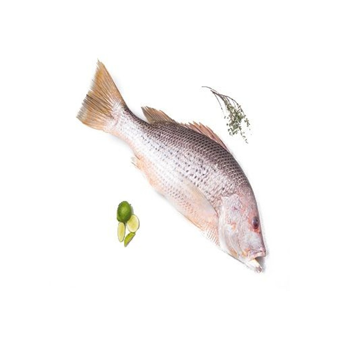 Buy Dummy Fish - Red Snapper Online at Best Price of Rs null - bigbasket