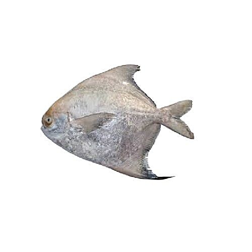 Buy Fresh Catch Fish Chinese Pomfret Large 1 Kg Online at the Best ...