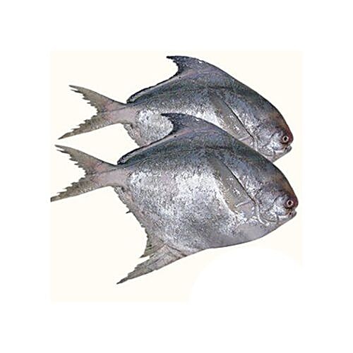Buy Sai Fisheries Fish - Black Pomfret Online at Best Price of Rs null ...