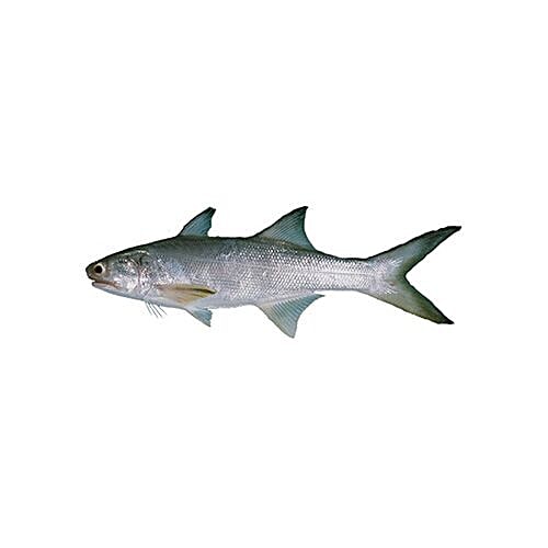 Buy Sai Fisheries Fish - Indian Salmon(Rawas) Online at Best Price of ...