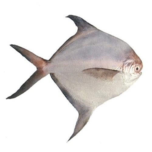 Buy Sai Fisheries Fish - Pomfret Online at Best Price of Rs null ...