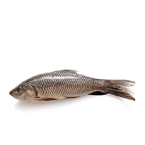 Buy Fresh Catch Fish - Catla / Katla / Bhakur / Bengal Carp, Big Fillet ...