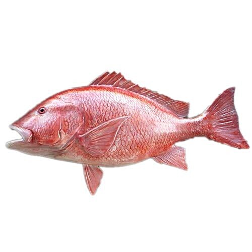 Buy Fresh Catch Fish - Red Snapper Cleaned And Curry Cut 500 gm Online ...