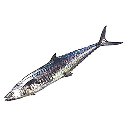 Buy ME FRESH Fish - Seer Fish Small 500 gm Online at Best Price. of Rs ...